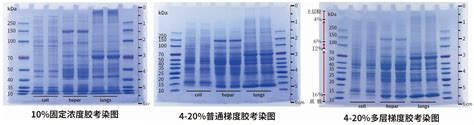 M Blot G1600系列 全能型制胶仪 梯度胶制胶仪 高效wb系列 产品中心 南京中科通仪科技有限公司