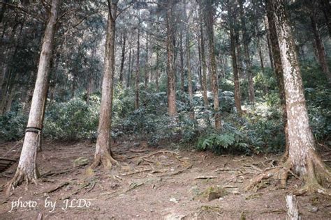 簡單拍出樹林美景，教你5個森林拍照技巧，讓野外踏青留下美好記憶！ 踏青小攝手jldo（do仔）