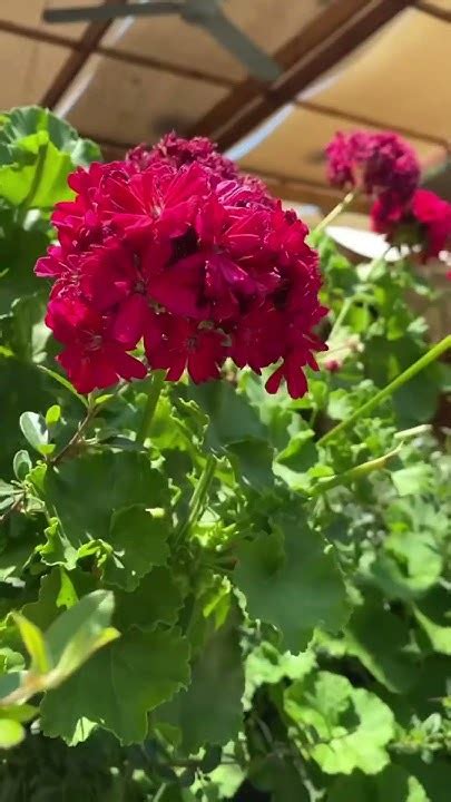 كل انواع الورد🌝 Youtube