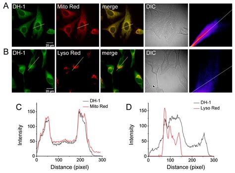 Molecules Free Full Text A Small Molecule Fluorescent Probe For The