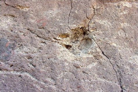 Rhyolite 14 Cochise College Geology