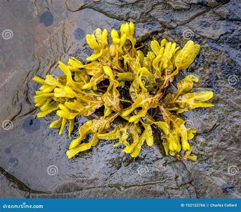 Rockweed Seaweed Or Bladderwrack Fucus Vesiculosus On Rocks At Trefor
