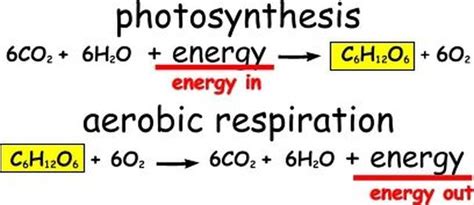 Sc912l189 Photosynthesis And Respiration Welcome To Dr Suris