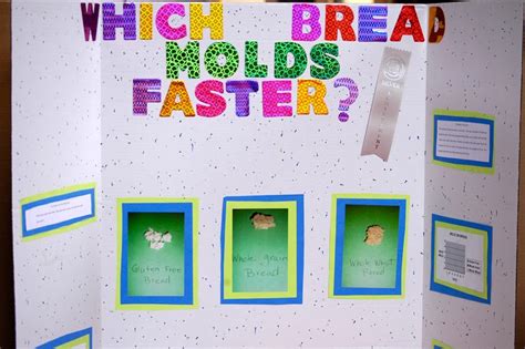 Pictures Of Moldy Bread Science Fair Projects