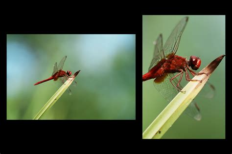 Sony Digital Camera Sony Digital Camera Thailand