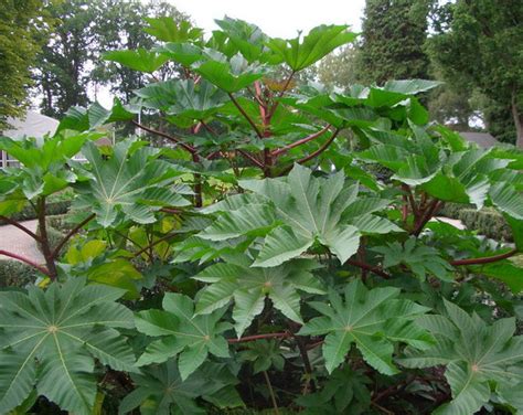 How To Grow Castor Oil Plant Care And Growing Castor Beans