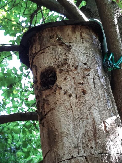 Una App Per Censire Le Api Selvatiche