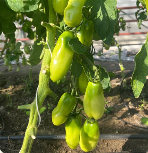 Sadzonka Pomidora San Marzano Fabryka Rozsady