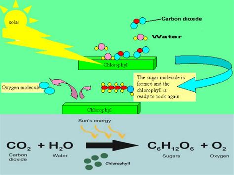 Ecosystem Definition Components And Energy Flow Pptx