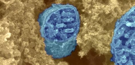 New Route To Evolution How Dna From Our Mitochondria Gets Into Our