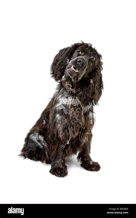 Black And White Cocker Spaniel Cut Out Stock Images And Pictures Alamy
