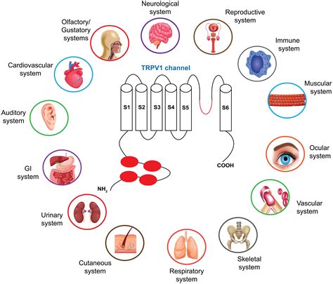 Role Of Trpv1 In Health And Disease