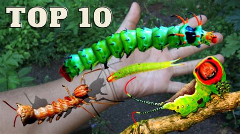 Top 10 Weird Caterpillars Youve Never Heard Of Youtube