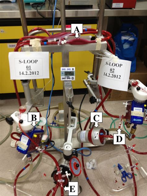 Ex Vivo Ecmo Circuit Model A Reservoir Bladder B Oxygenator C Download Scientific Diagram