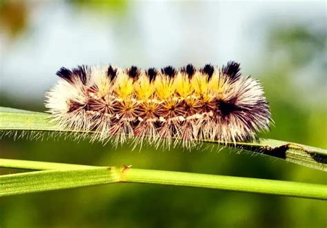62 Types Of Yellow Caterpillars With Black Spikes With Pictures