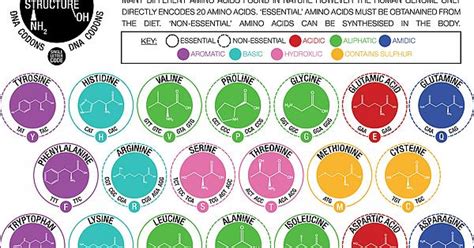 The 20 Human Proteinogenic Amino Acids Imgur