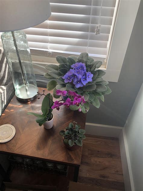 Mini Violet And My Happy Violet R Africanviolets