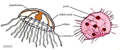E1 Hydrozoans Endocnidozoa Anthozoans Flashcards Quizlet