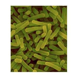 Lactobacillus Bulgaricus 1 By Dennis Kunkel Microscopy Science Photo