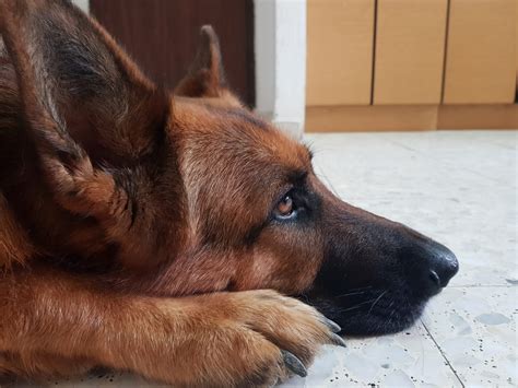 זיו גמליאל יותר מחבר אילוף כלבים