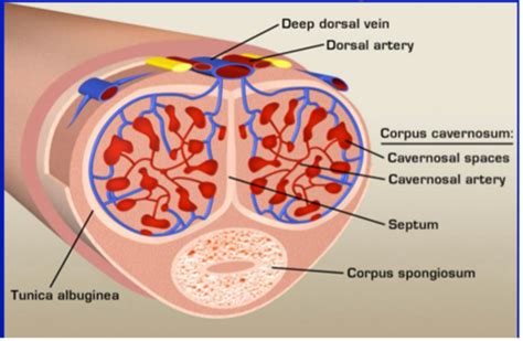 Disorders Of Male Reproductive System Flashcards Quizlet