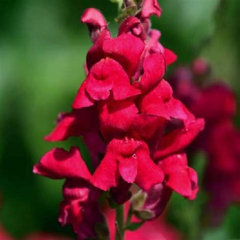 Wholesale Snapdragon Sonnet Crimson Rooted Plug Liners