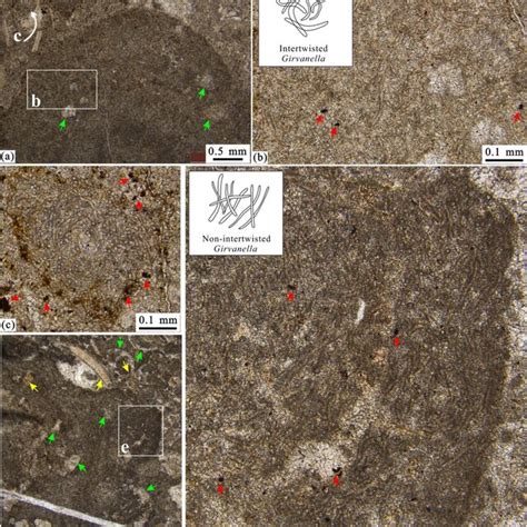 Sem Micrographs Of Experimental Samples A Rosettes Of Dypingite