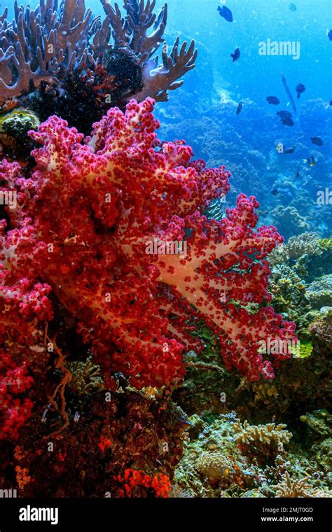 Octocorallia Also Known As Alcyonaria Is A Class Of Anthozoa Comprising