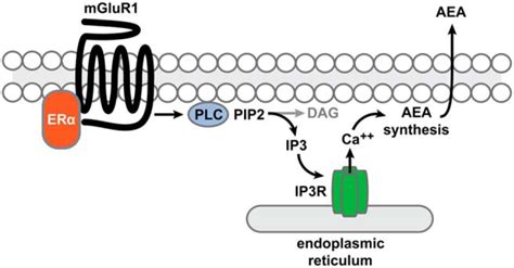 Sex Differences In Molecular Signaling At Inhibitory Synapses In The Hippocampus Journal Of