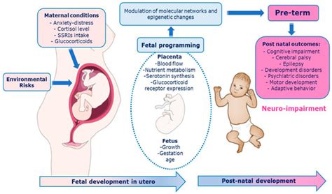 Effect Of Musical Stimulation On Placental Programming And Neurodevelopment Outcome Of Preterm