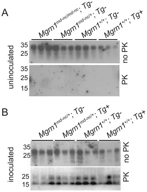 Brain Prpc And Prpsc Expression A B Brain Protein Lysates From Download Scientific Diagram