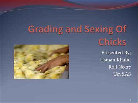Chick Grading And Sexing PPT