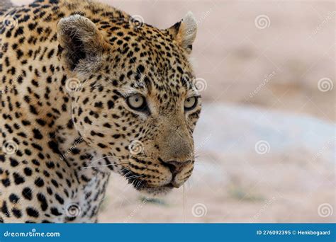 Leopard Male In Sabi Sands Game Reserve Stock Image Image Of Leopard Kruger 276092395