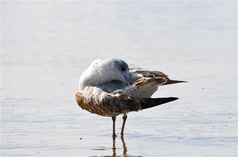 Bird Oil Gland Uropygial Gland Or Preen Gland Earth Life
