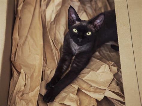 10 Black Cat Breeds That Youll Love