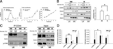 Cd44 And Ezrin Localization To Lipid Rafts During Breast Cancer Cell Download Scientific