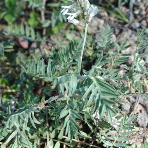 Astragalus Humistratus Var Crispulus Villous Groundcover Milkvetch