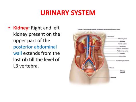 Respiratory And Urinary Systems Anatomy Pptx