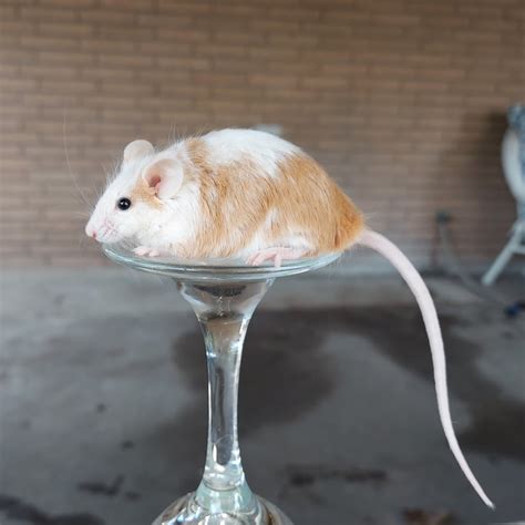 Mouse Breeding Projects Kailee And Kisses Mousery