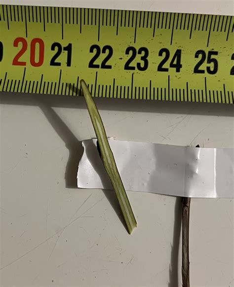 How I Graft Chip Bud Thin Scions Onto Thicker Stock General