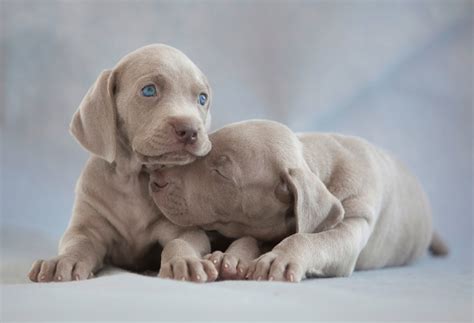 Weimaraner Colors Blue
