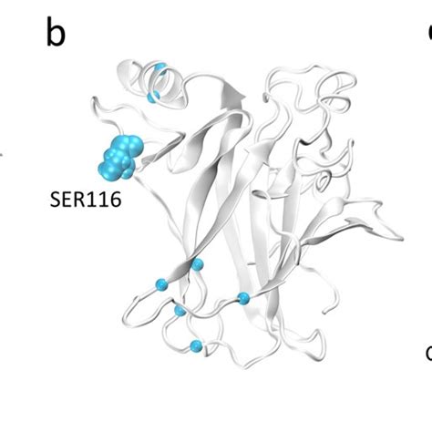 P53 Dna Binding Domain A Monomeric P53 Dna Binding Domain In Complex