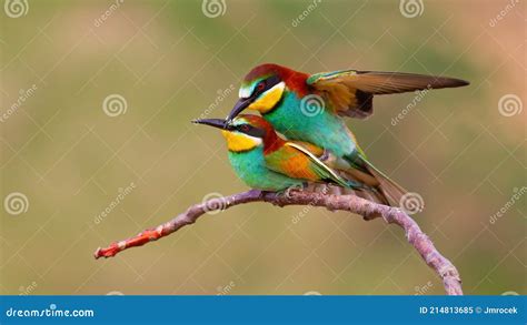 Pair Of European Bee Eaters Breeding In Spring Season Stock Image Image Of Reproduction