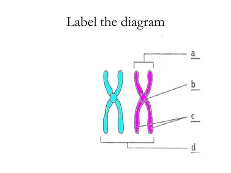 Biol 2153 Smith Lsu Exam 1 Flashcards Quizlet