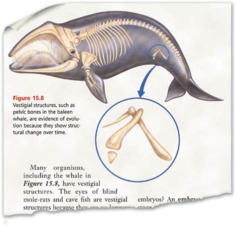 Vestigial Structures Answers In Genesis