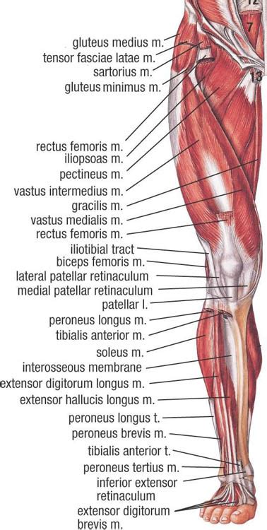 Anatomy Of Lower Limb Muscles
