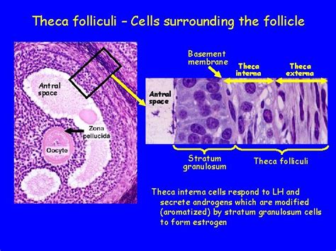 Histology Of The Female Reproductive System Reproductive Function