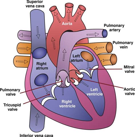 Vector Human Heart Diagram Anatomy Illustration For Medical Education