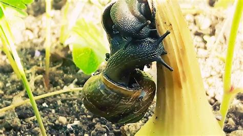 Shock Snails Having Sex Youtube