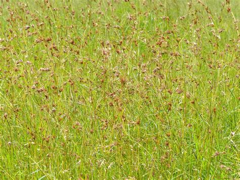 Grow Guide Kangaroo Grass Themeda Triandra Ultimate Backyard